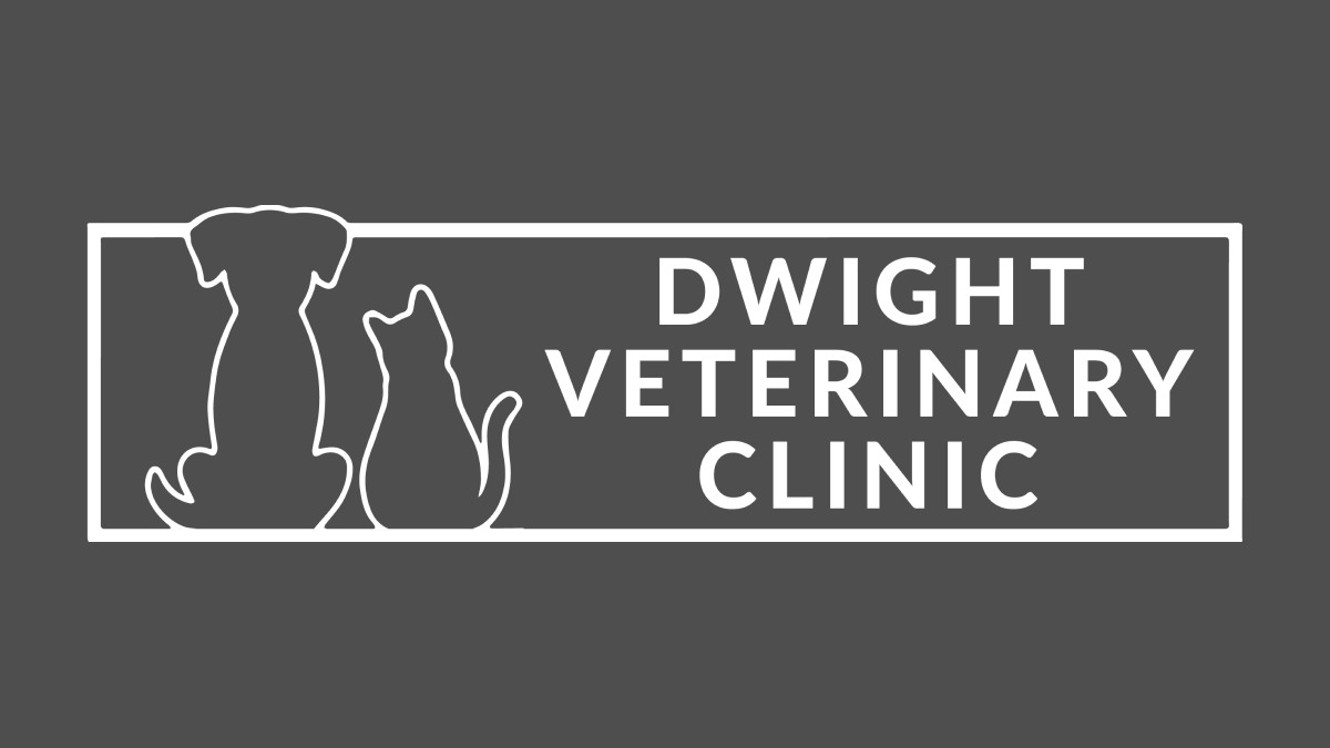 Exploring Common Health Problems in Labrador Retrievers