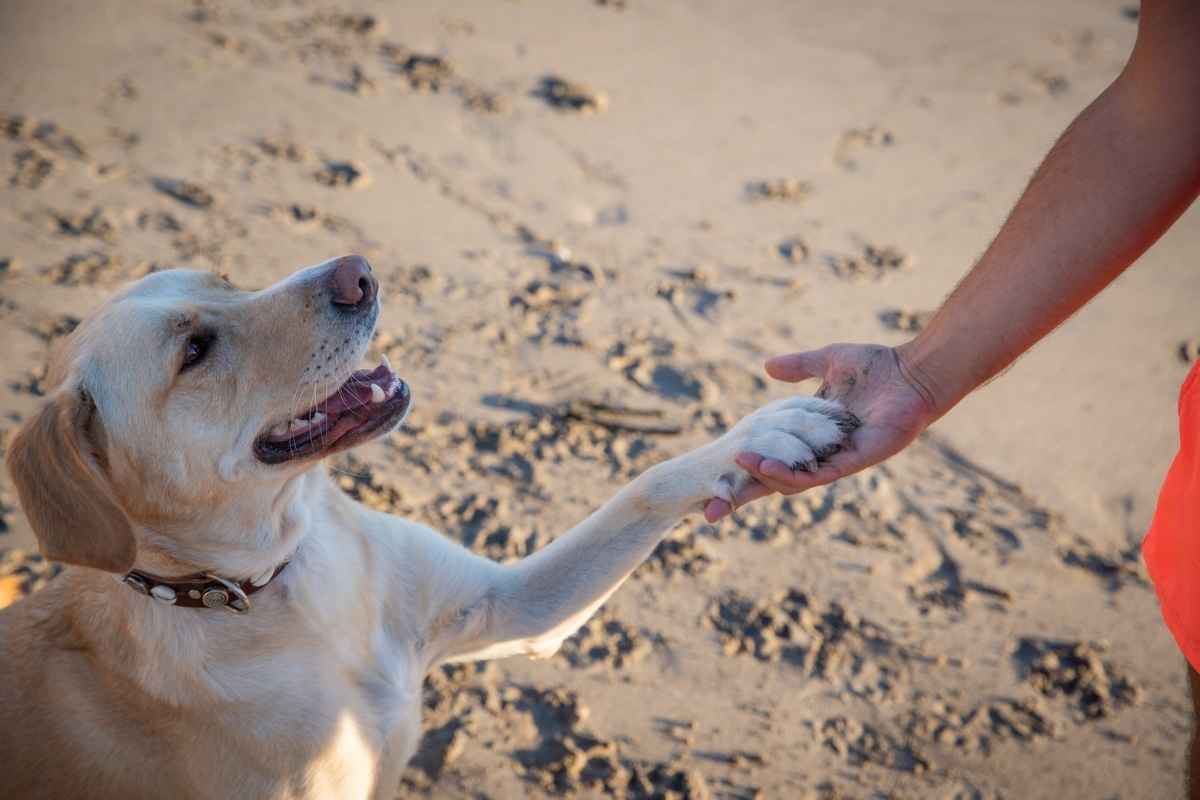 How the 3-3-3 Rule Helps Rescue Dogs Feel Safe and Secure